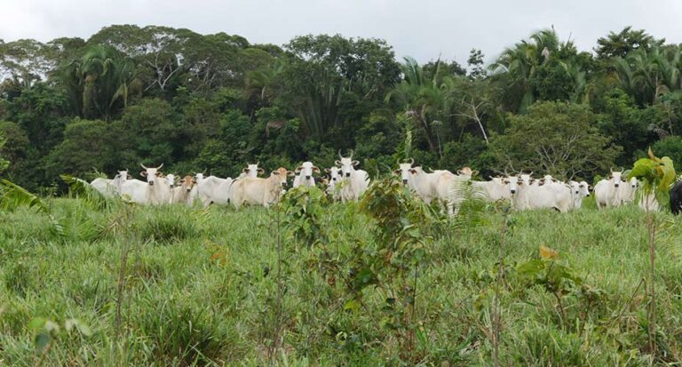 The role of cattle and pasture in Brazil's deforestation - RAS